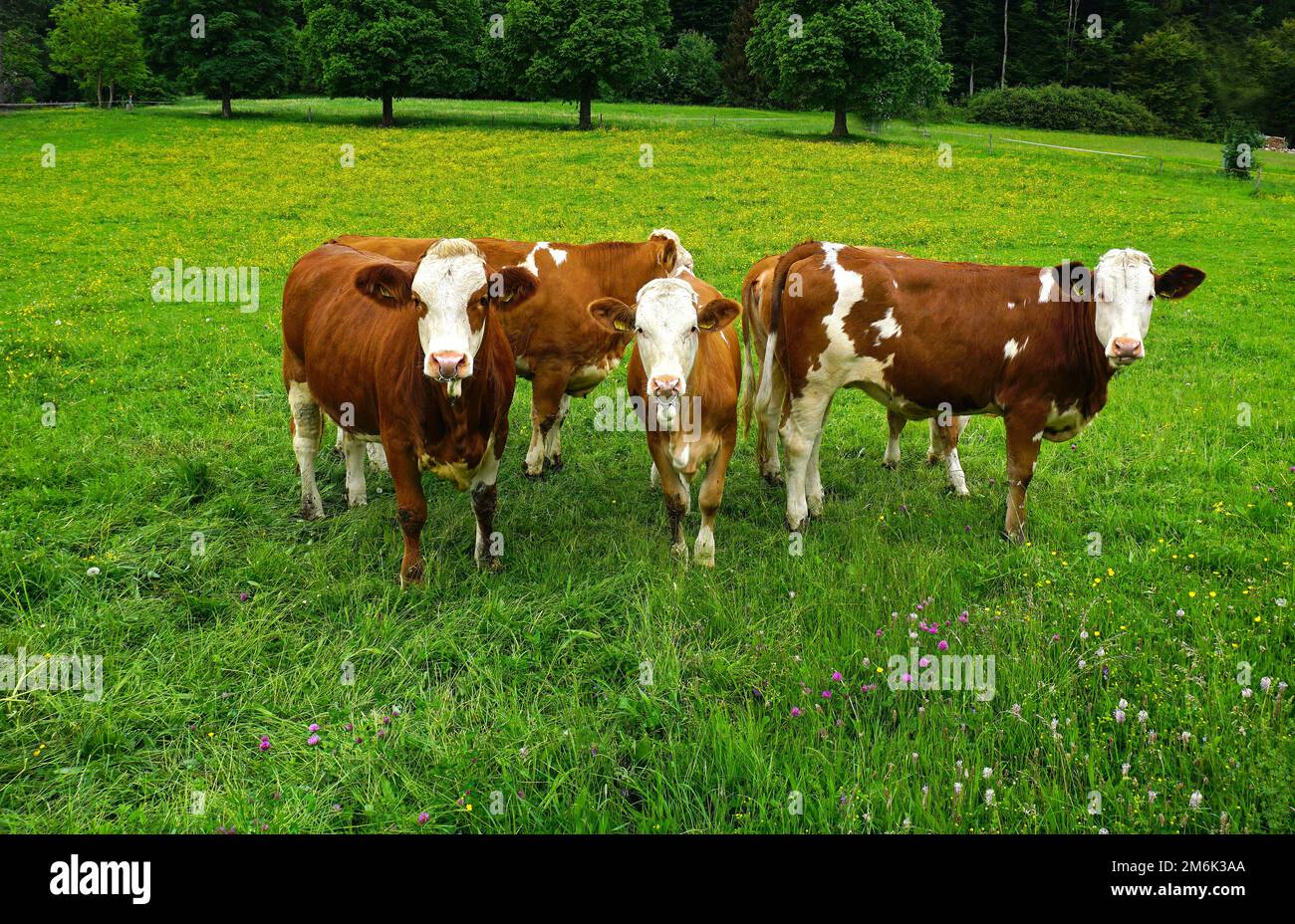 Cattle cows calves grazing hi-res stock photography and images - Alamy