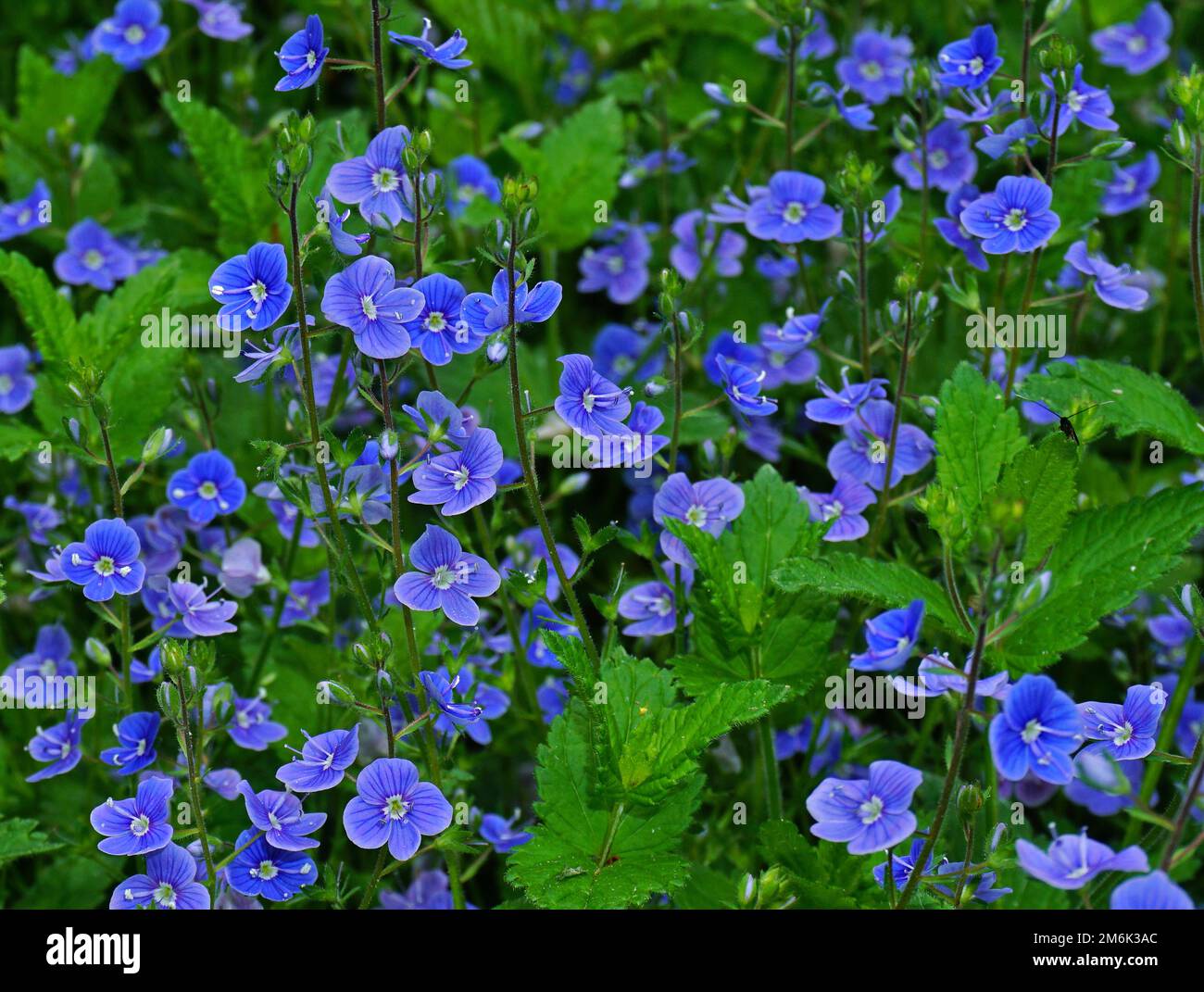 Bird's-eye speedwell; germander speedwell Stock Photo - Alamy