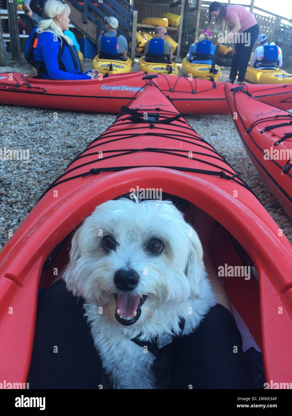 Cute white dog traveling kayaking Stock Photo - Alamy