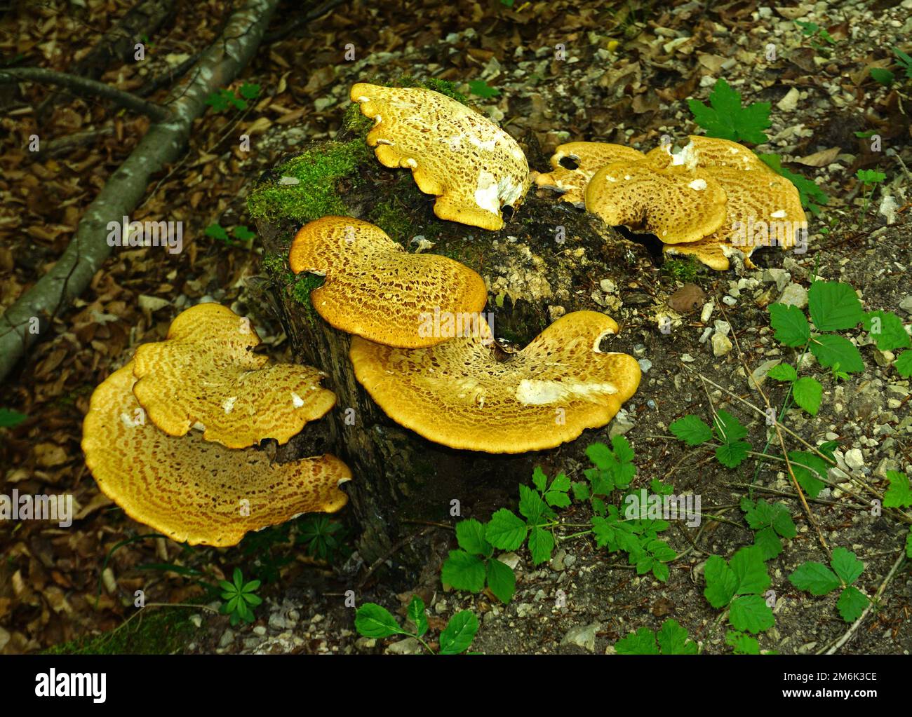 Pheasants back mushroom hi-res stock photography and images - Alamy