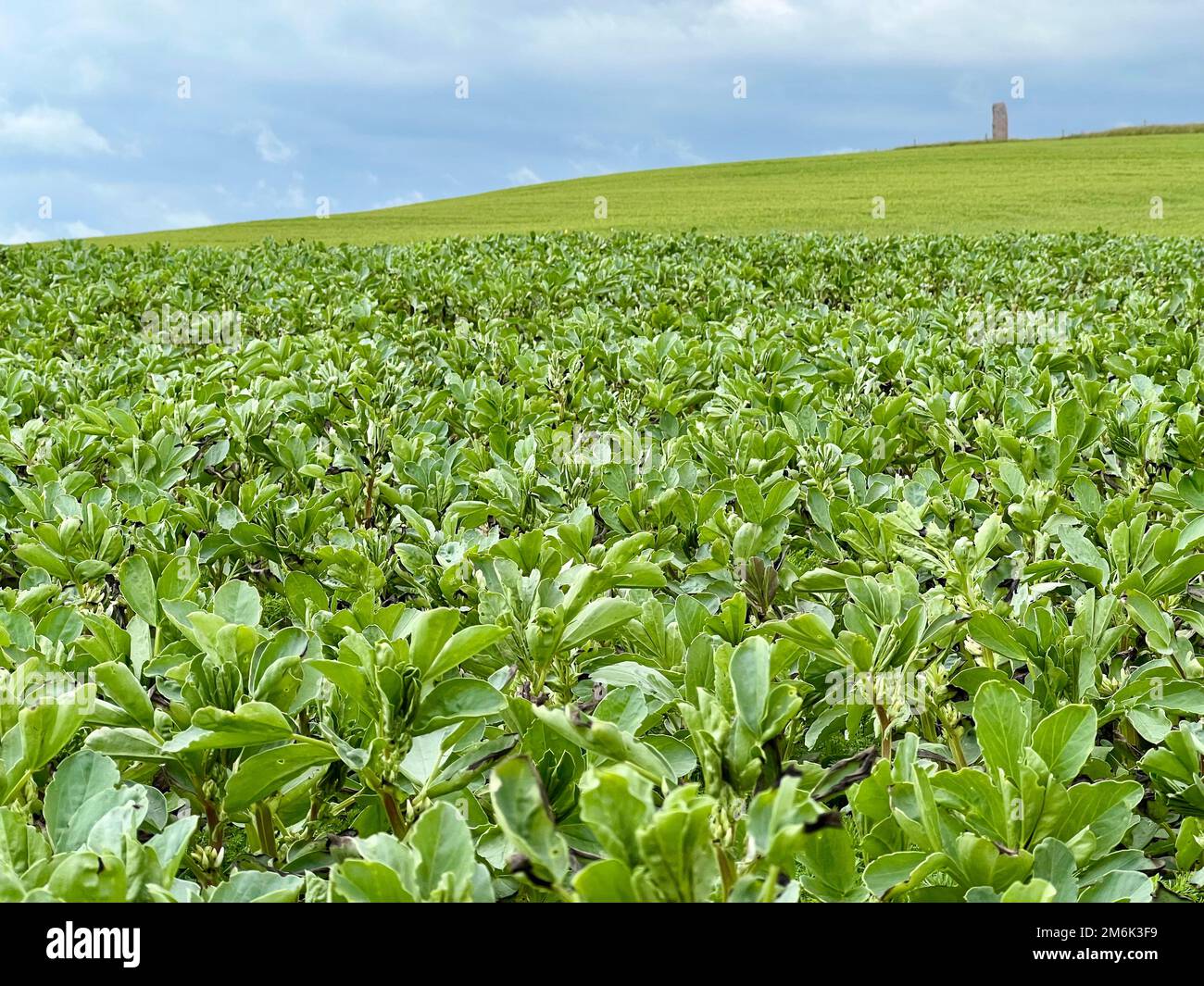 Field of faba bean (Vicia faba Stock Photo - Alamy