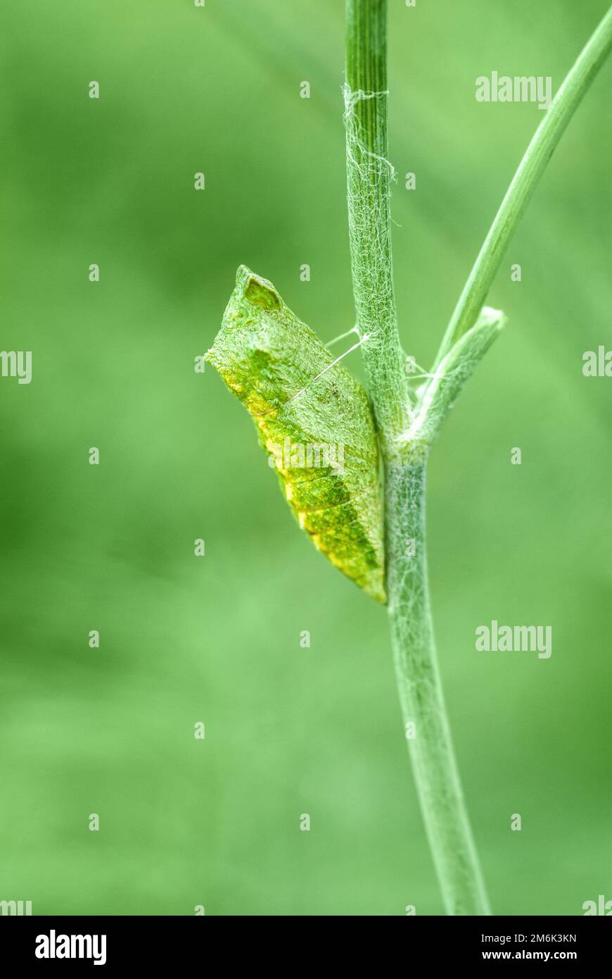 Chrysalis of Swallowtail butterfly, Papilio zelicaon pupa attached to ...