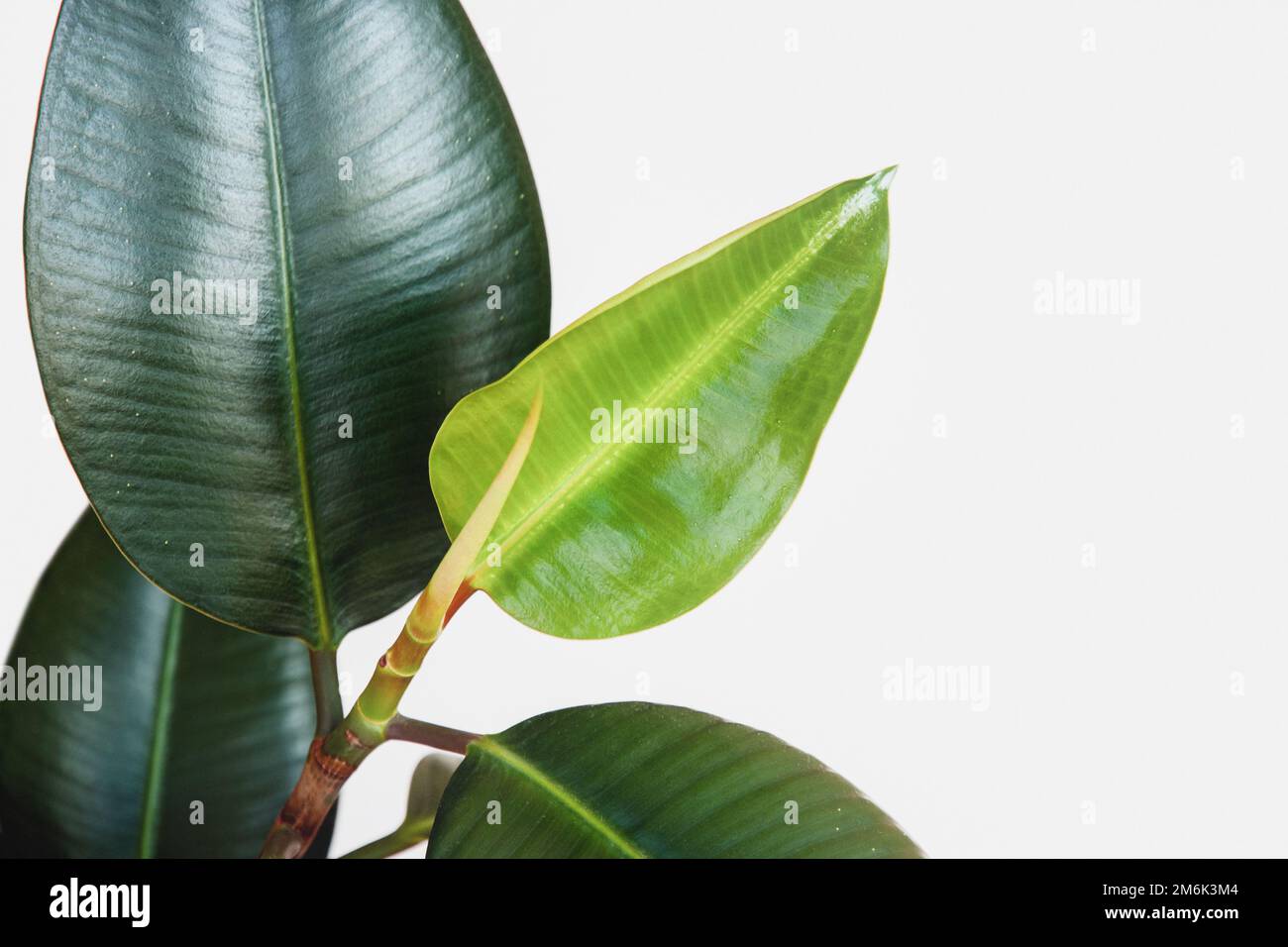 Ficus elastica houseplant green leaves against white wall, copy space ...