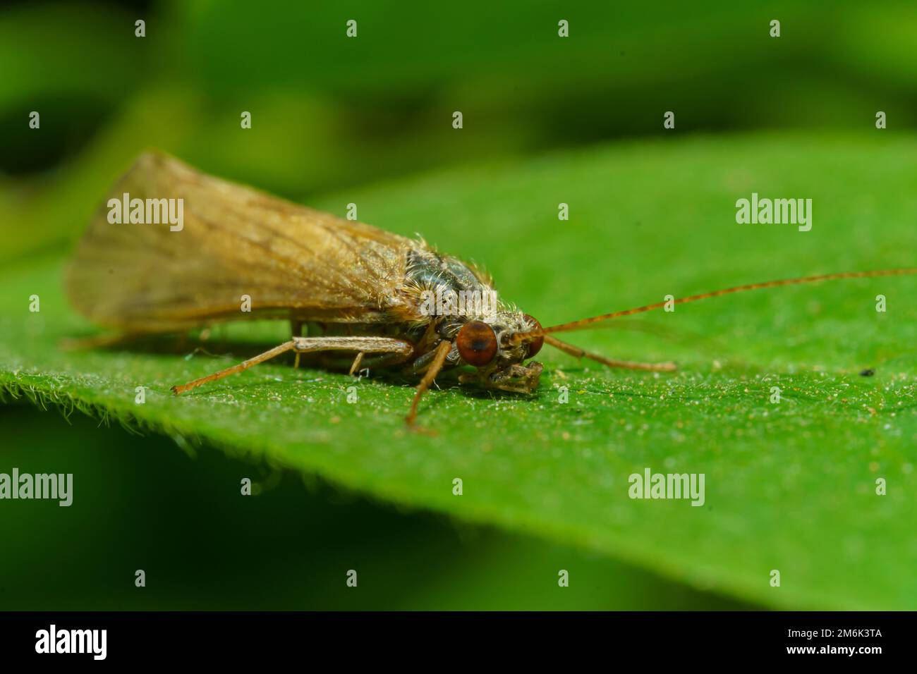 The diamondback moth (Plutella xylostella), sometimes called the ...