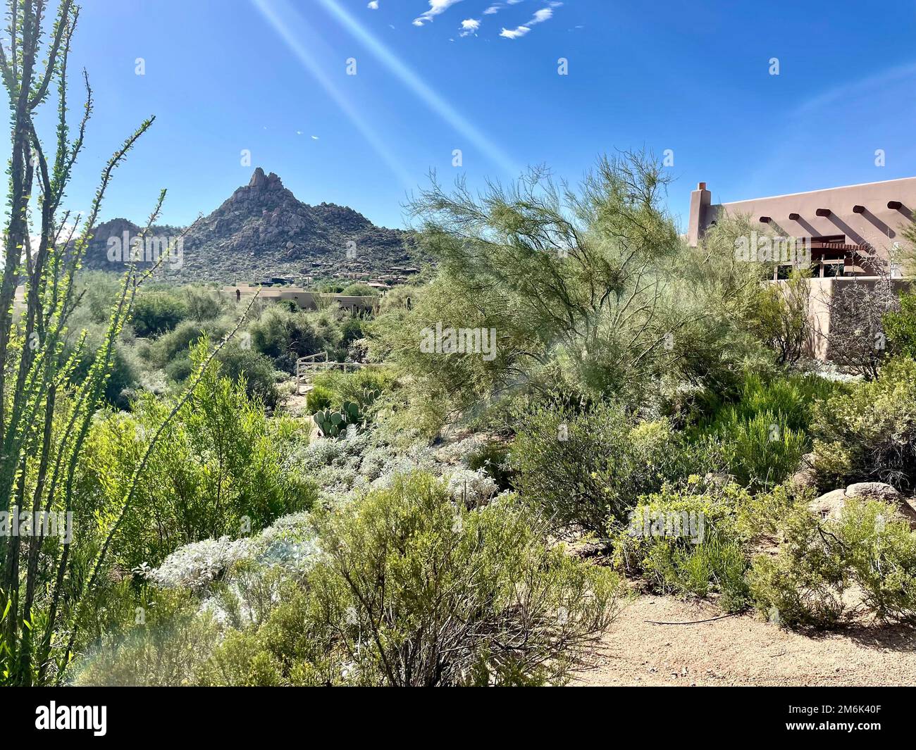 Desert scenery hiking sedona arizona scottsdale joshua tree white dog ...