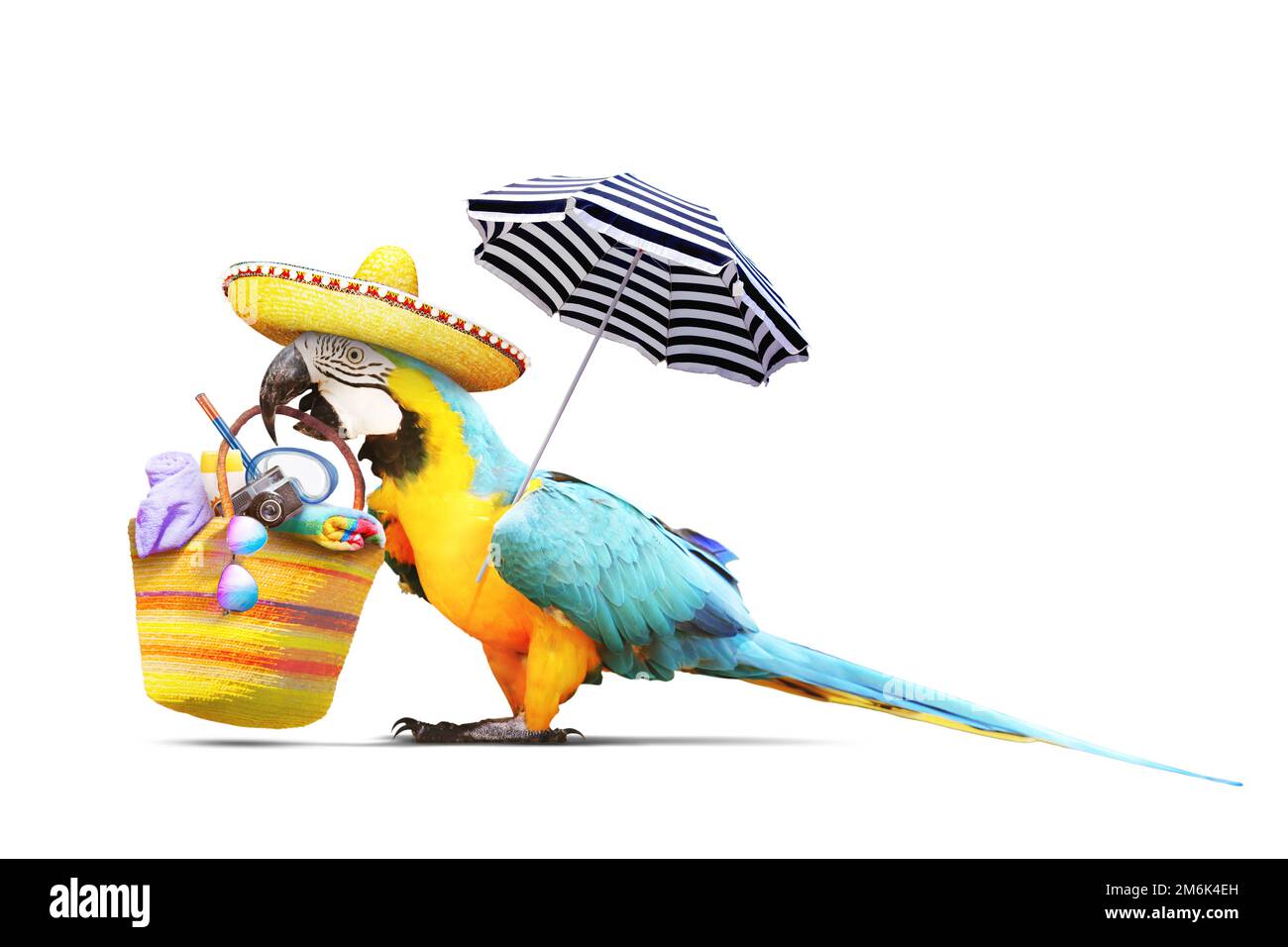 Parrot in the sun on tropical beach - summer holiday Stock Photo - Alamy