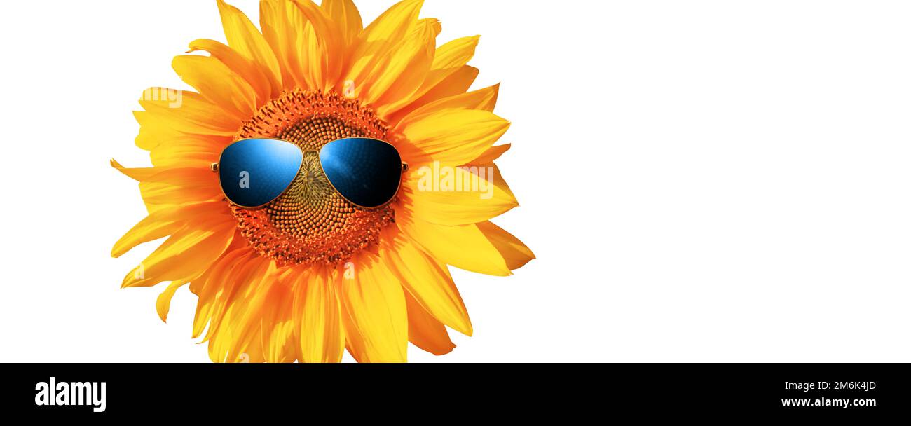 Funny sunflower with sunglasses on a white background Stock Photo - Alamy