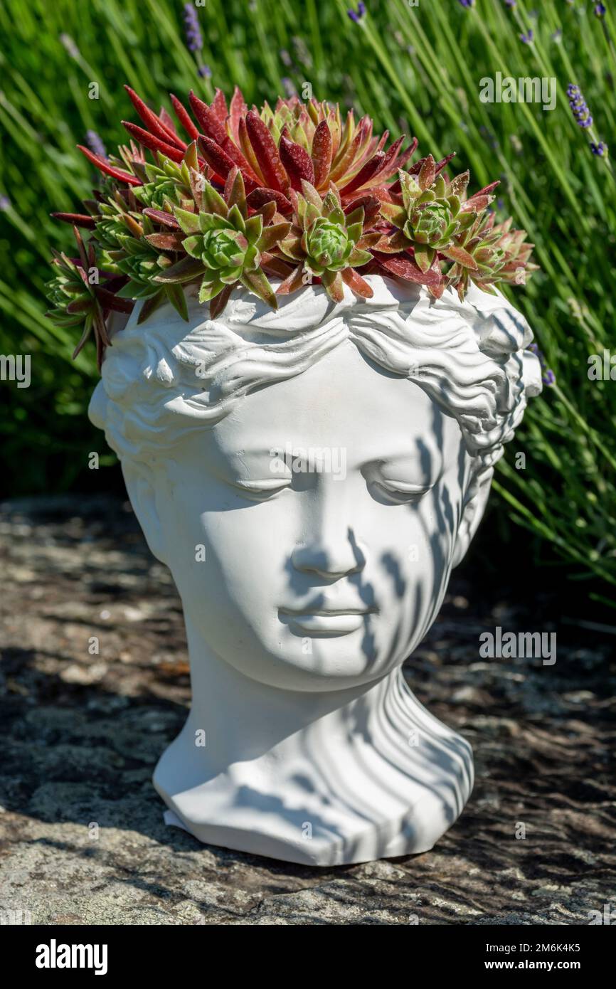 Venus goddess bust planter made of plaster with growing Houseleek or ...