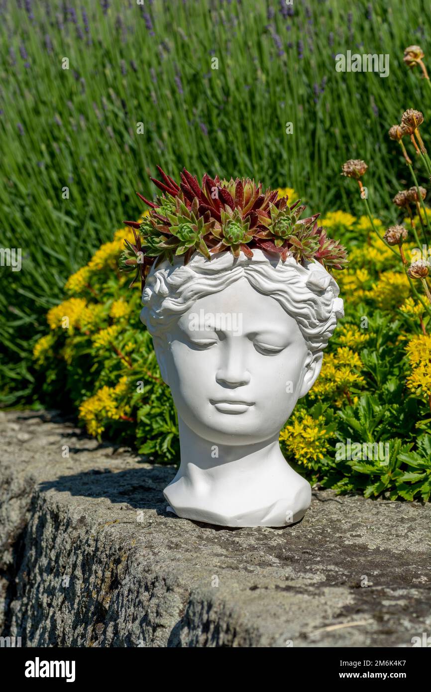 Venus goddess bust planter made of plaster with growing Houseleek or ...