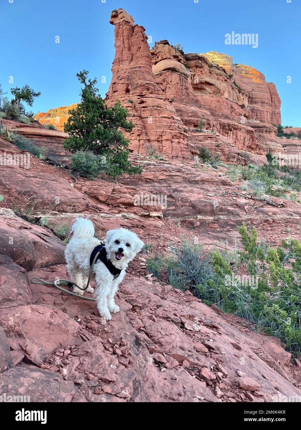 Desert scenery hiking sedona arizona scottsdale joshua tree white dog ...