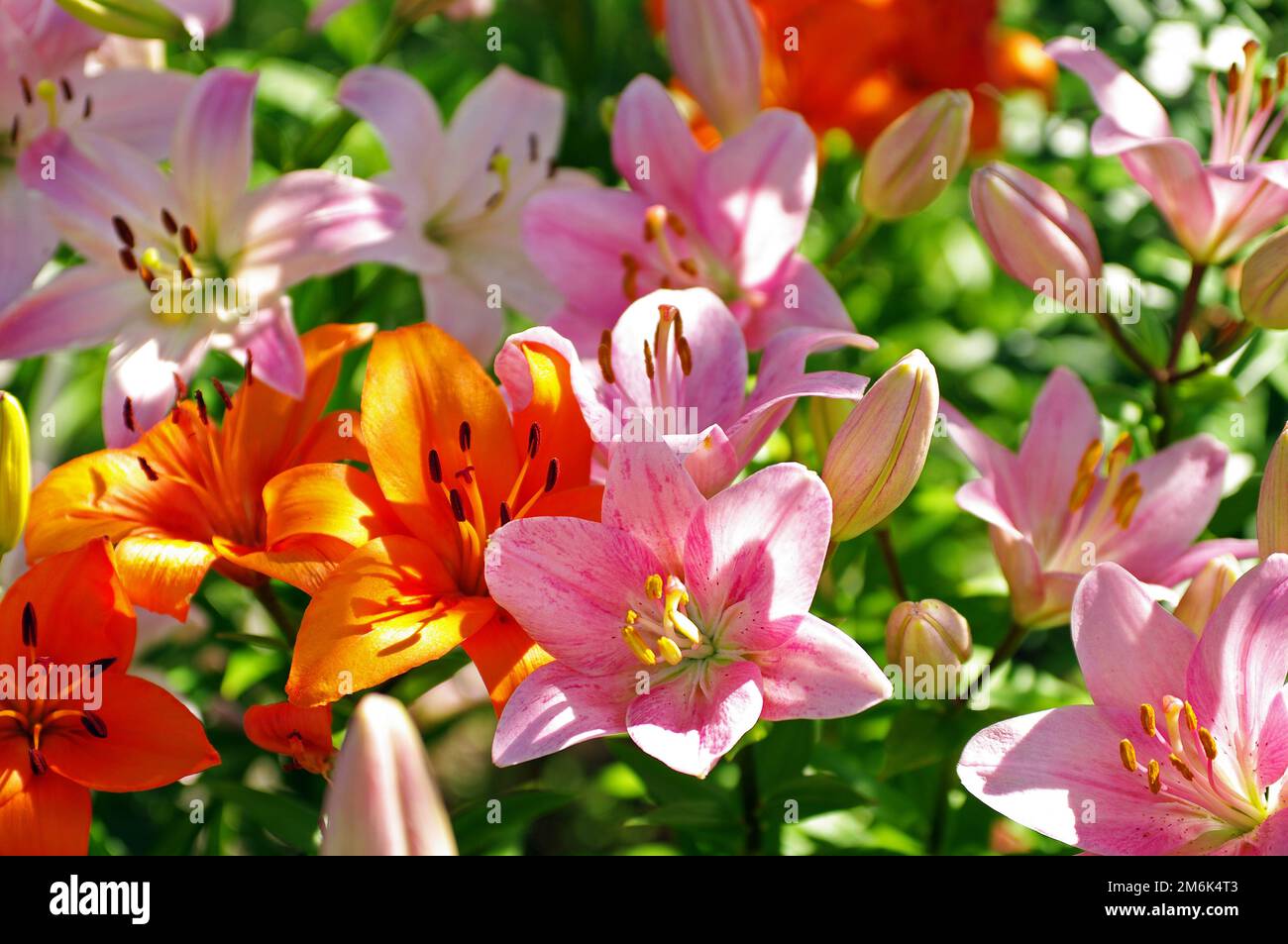 Colorful lilies hi-res stock photography and images - Alamy