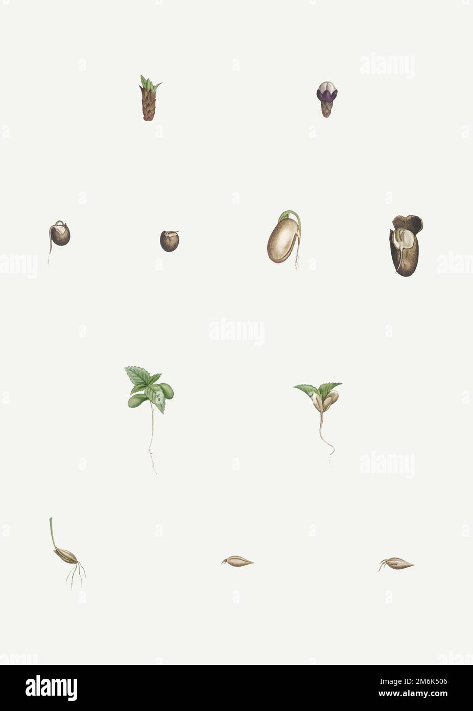 Fine seed Stock Vector Images - Alamy