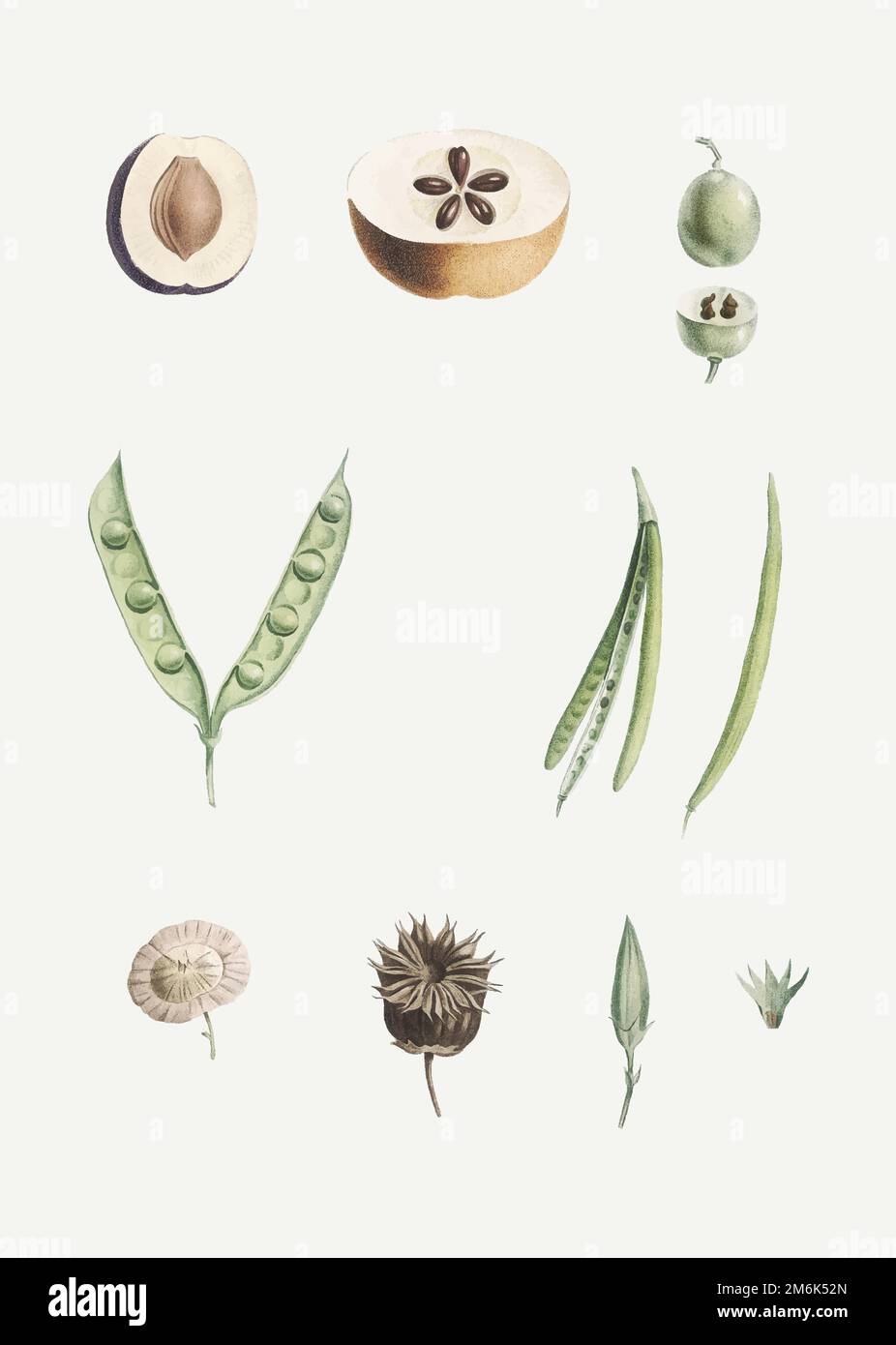 Vintage plants part vector Stock Vector Image & Art - Alamy