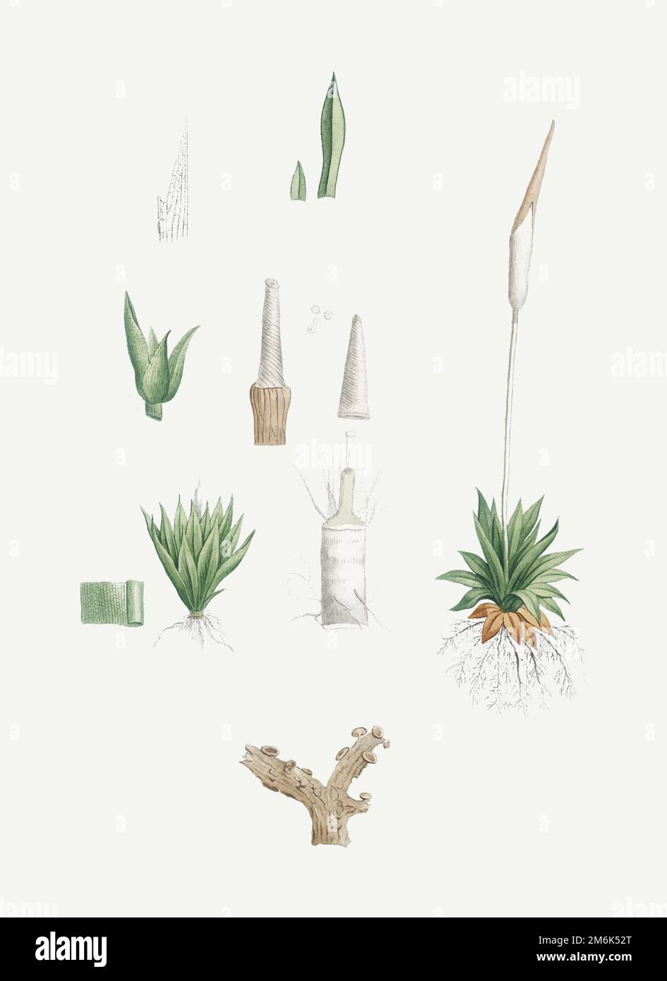 Vintage botanical roots and leaves set vector Stock Vector Image & Art ...