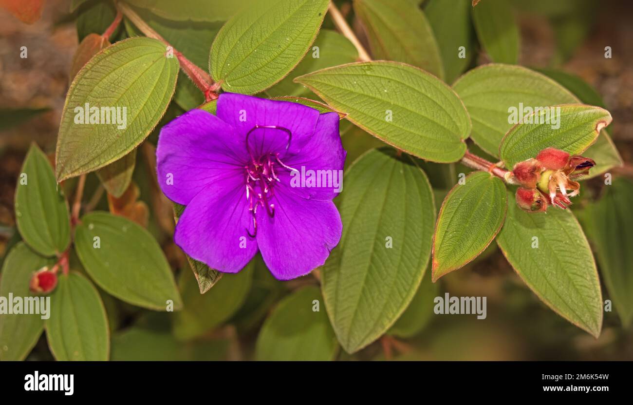 Princess flower 'Tibouchina urvilleana' Stock Photo - Alamy