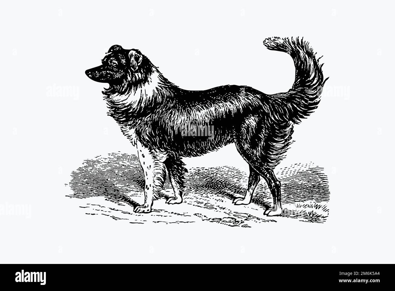 Vintage dog illustration vector Stock Vector Image & Art - Alamy