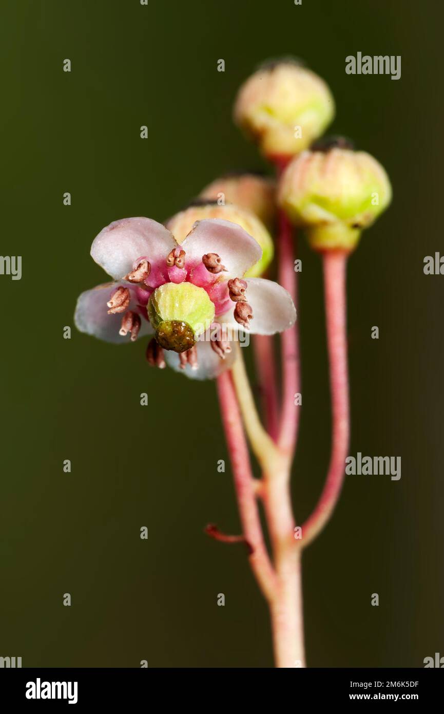Umbellate hi-res stock photography and images - Alamy