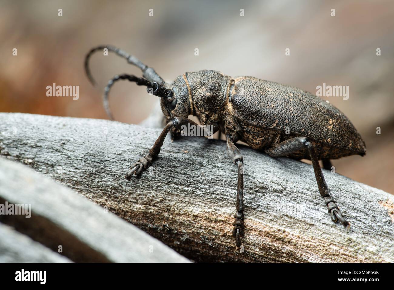 Long-horned weaver beetle Stock Photo - Alamy