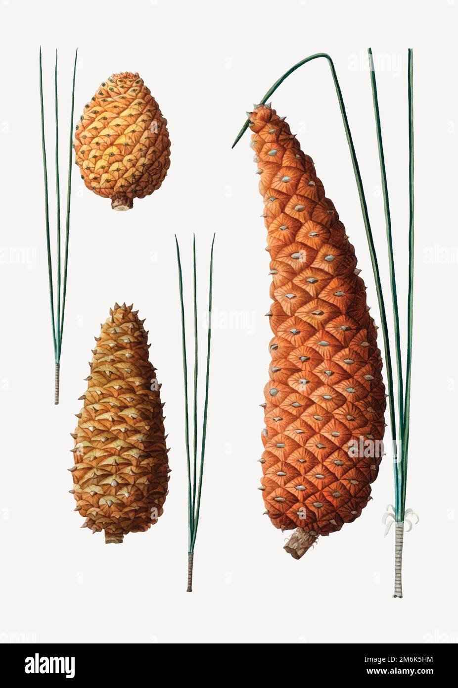 Vintage conifer cones set vector Stock Vector Image & Art - Alamy