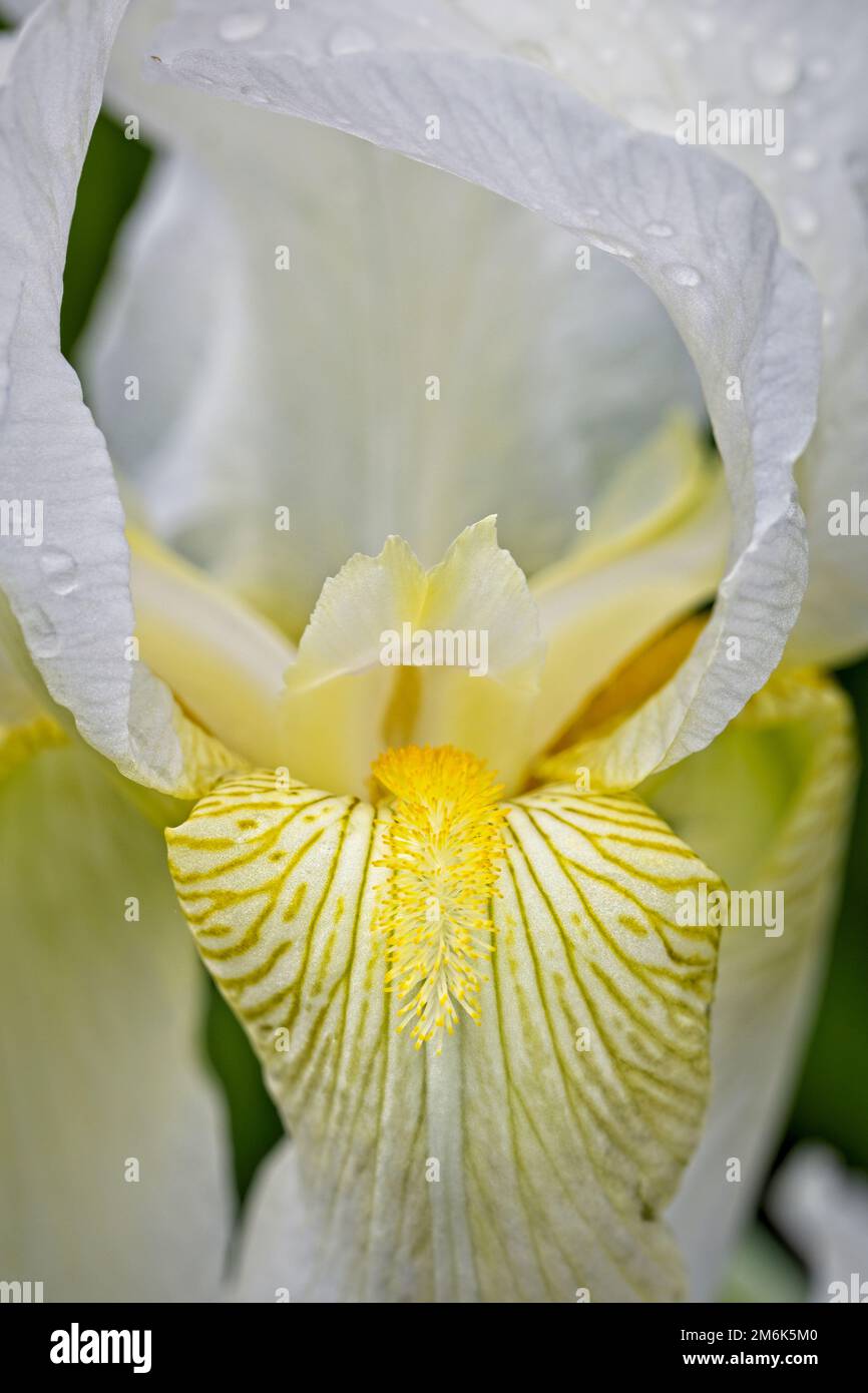 Detail of inside iris hi-res stock photography and images - Alamy