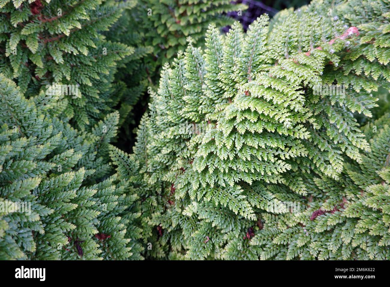 Downy feather filigree fern - Polystichum setiferum 'Plumosum Densum ...
