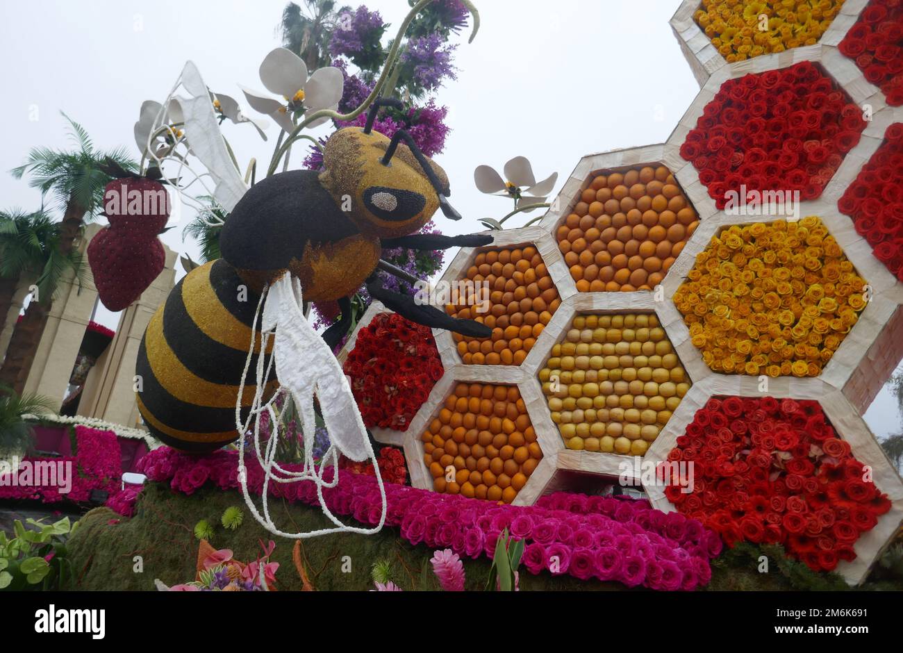Pasadena, California, USA 3rd January 2023 Bee and Honeycomb on Rose ...