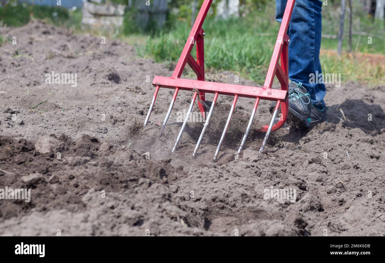 A farmer in jeans digs the ground with a red fork-shaped shovel. A ...