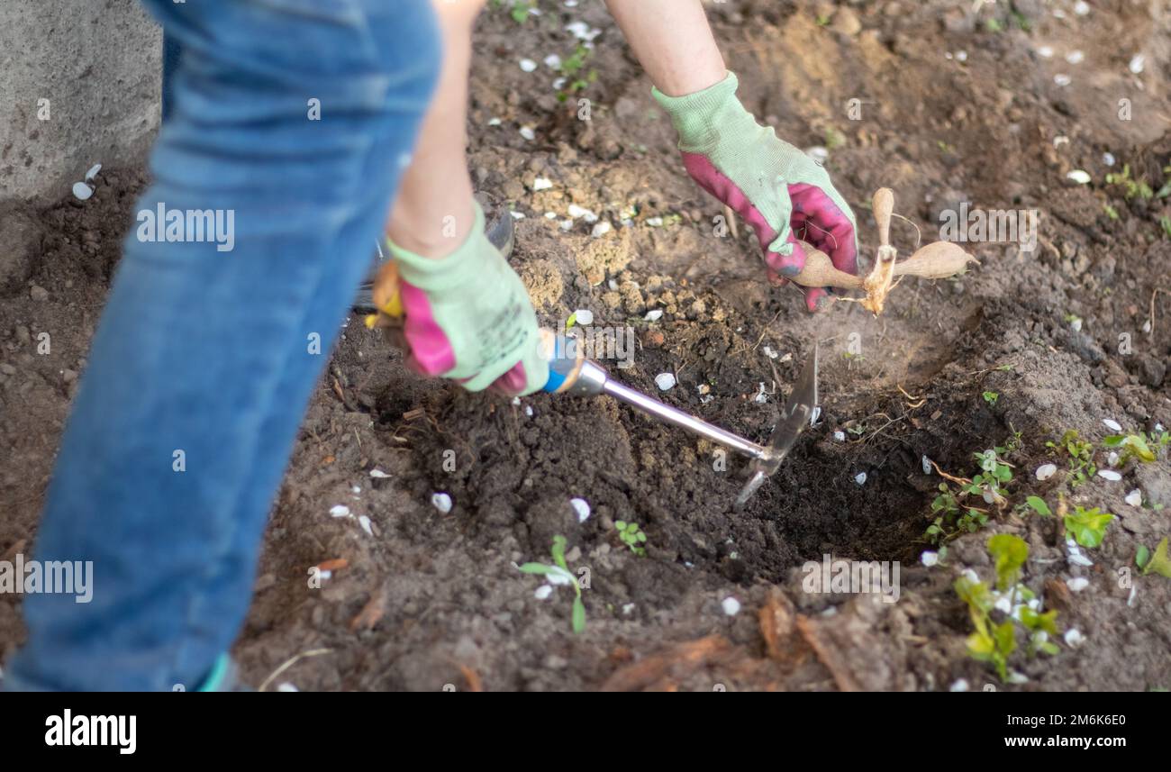 Woman gardener plants dahlia rhizome hi-res stock photography and ...