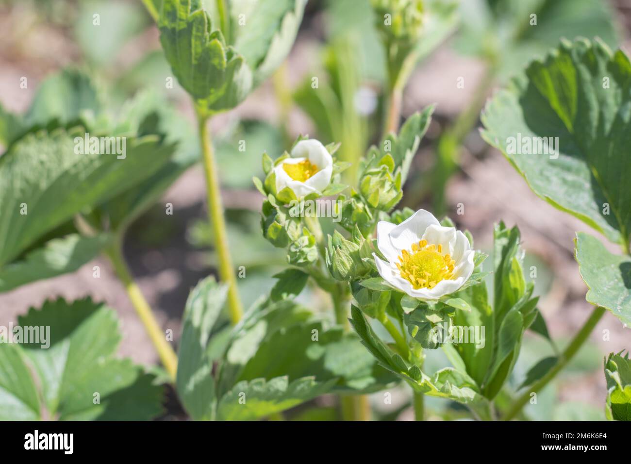 Spring blooming strawberries grow in the garden. Summer white ...