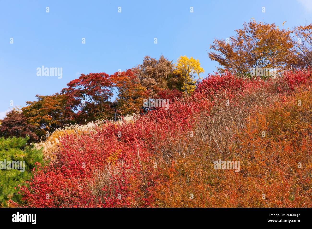 beautiful autumn landscape, scenery with coloful leaves and silver ...