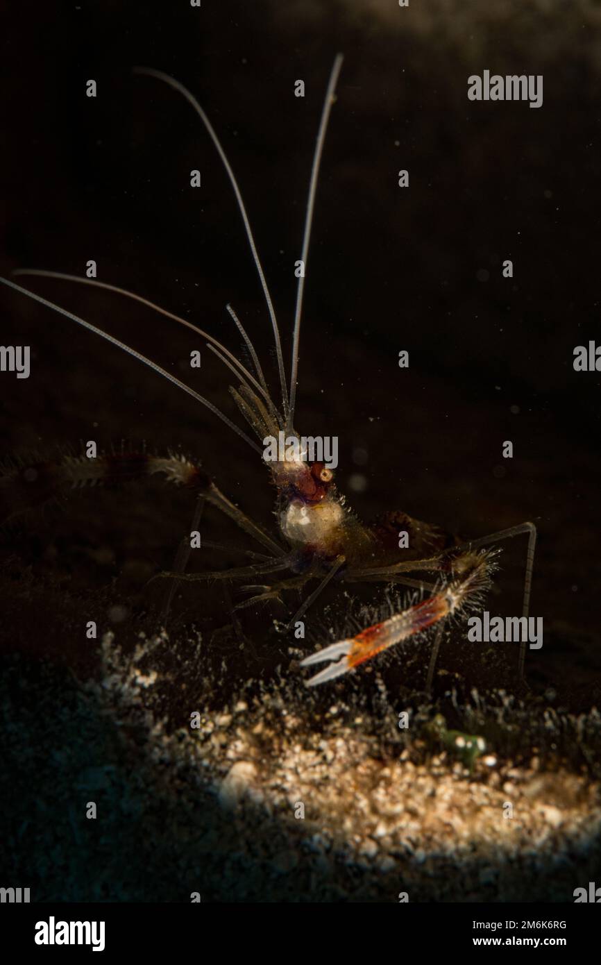Banded coral shrimp barberpole shrimp (Stenopus hispidus) on the reef ...