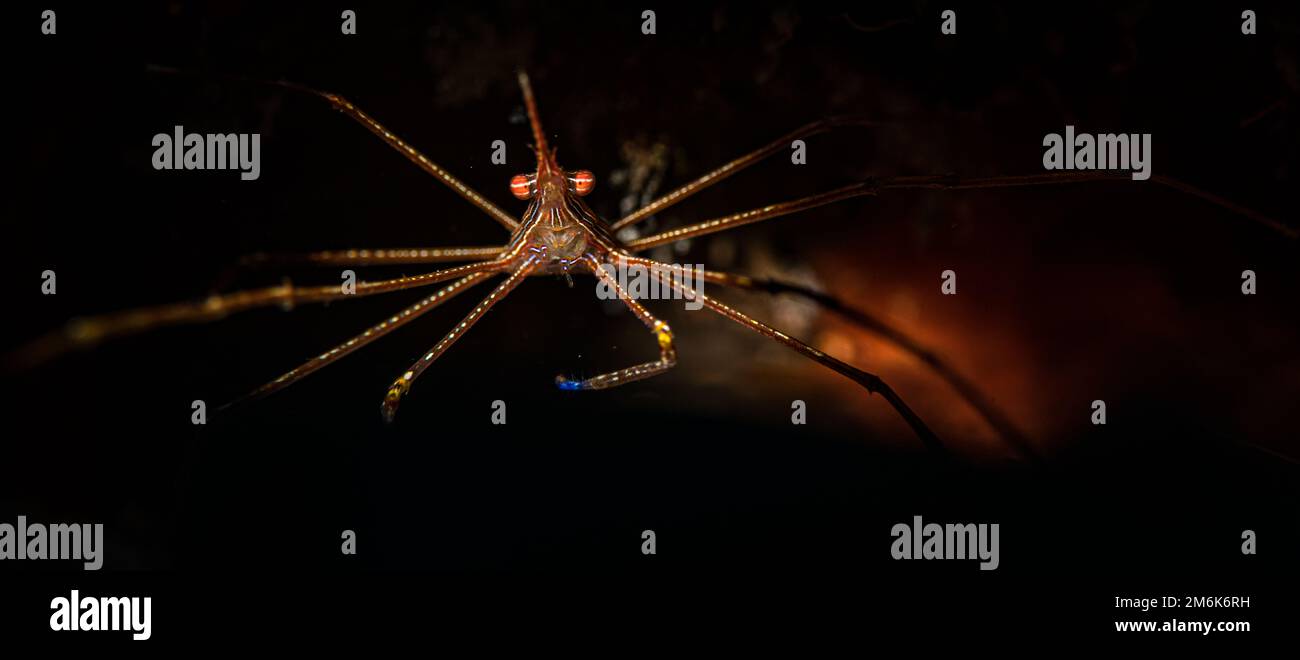Yellowline arrow crab (Stenorhynchus seticornis) on the reef on the ...