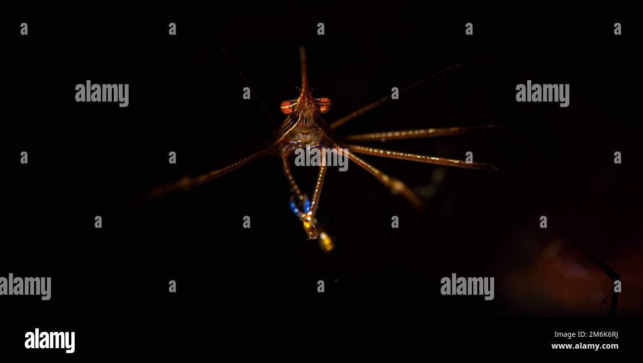 Yellowline arrow crab (Stenorhynchus seticornis) on the reef on the ...