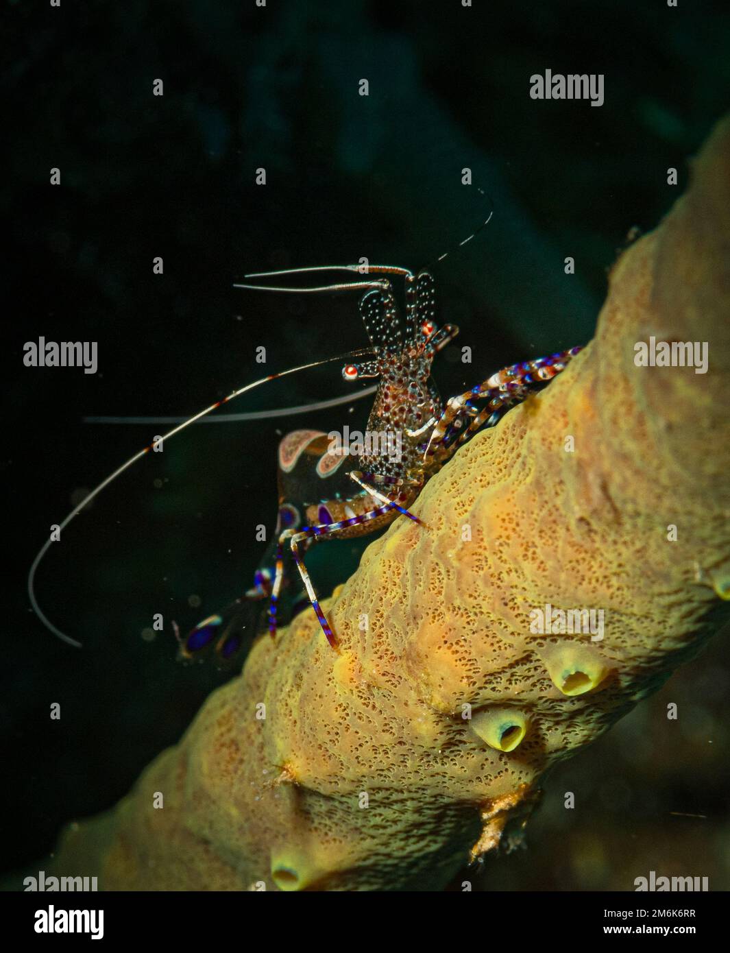 Spotted cleaner shrimp (Periclimenes yucatanicus) on the reef on the ...