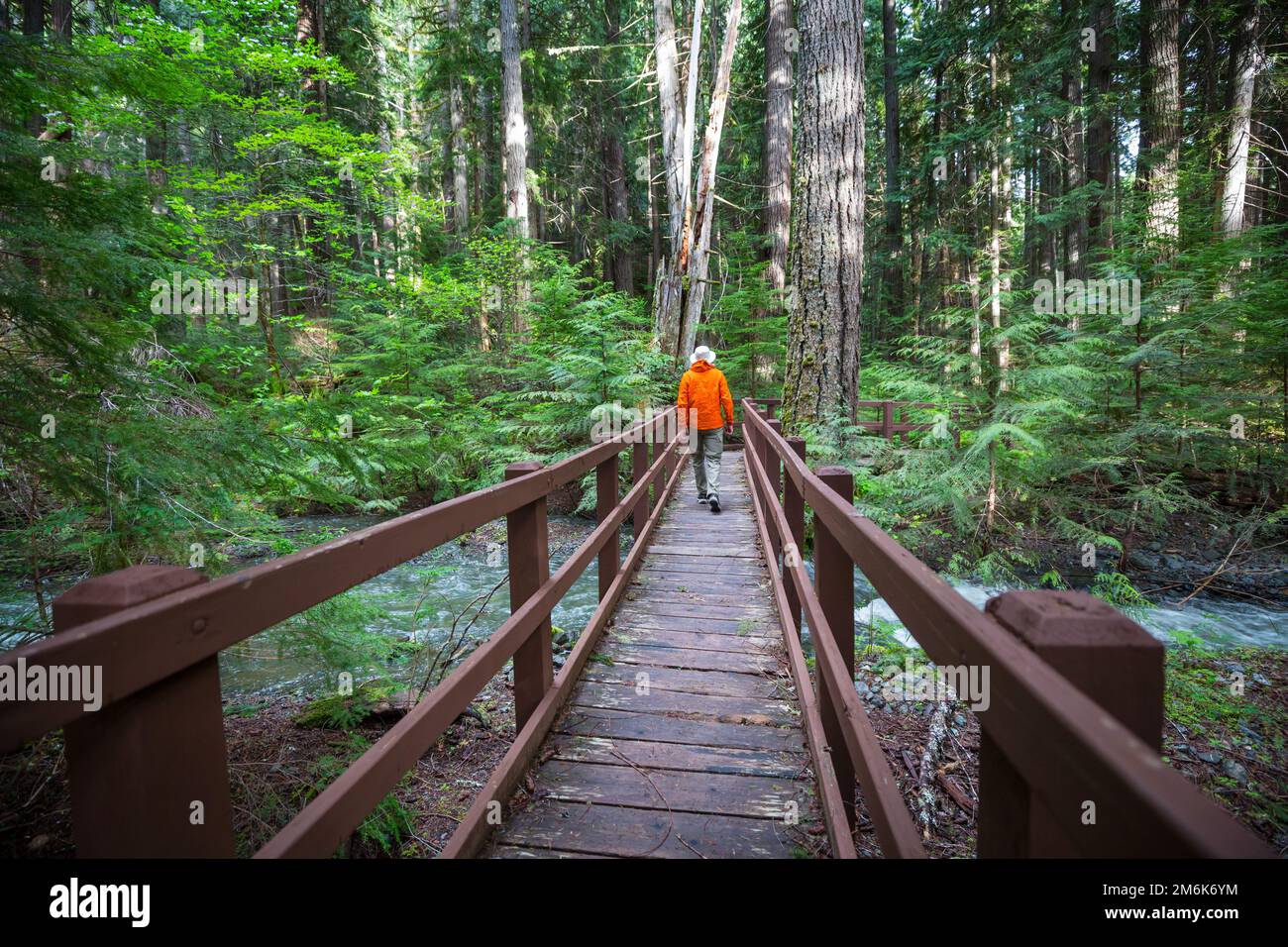 Bridge in forest Stock Photo - Alamy