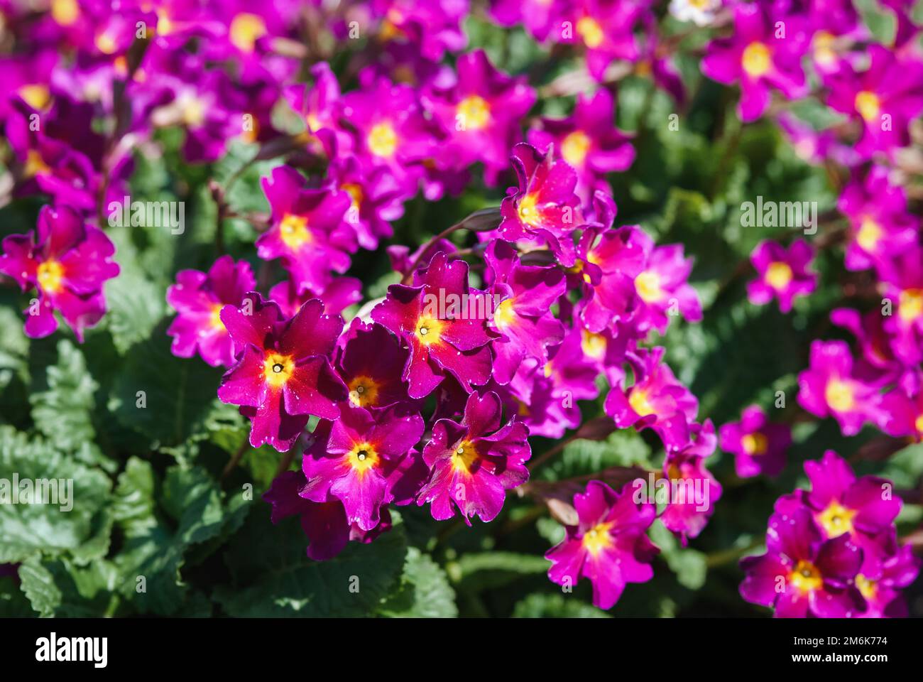Primula vulgaris pink flowers hi-res stock photography and images - Alamy