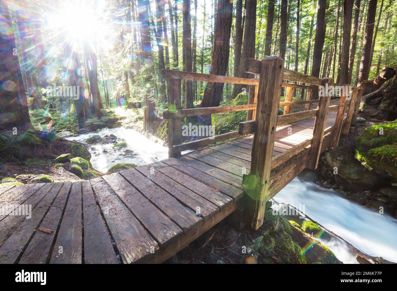 Bridge in the forest Stock Photo - Alamy