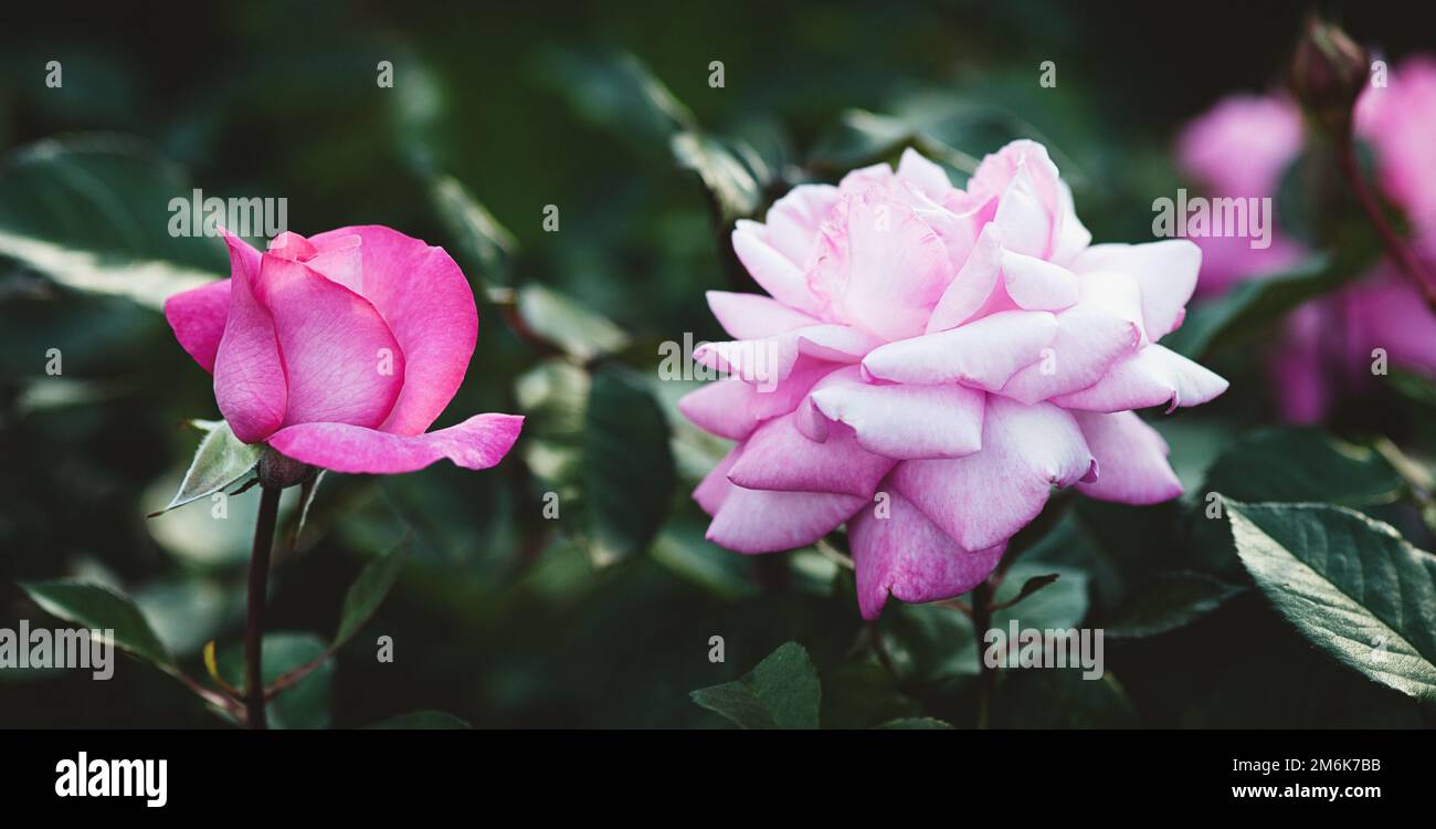 Eliza rose hi-res stock photography and images - Alamy