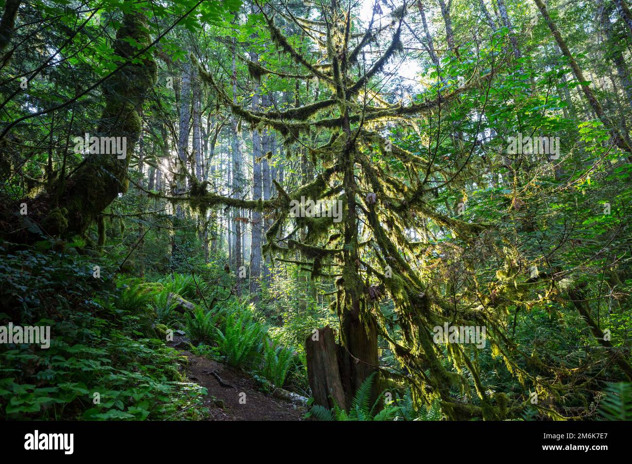 Hoh rain forest hike hi-res stock photography and images - Alamy