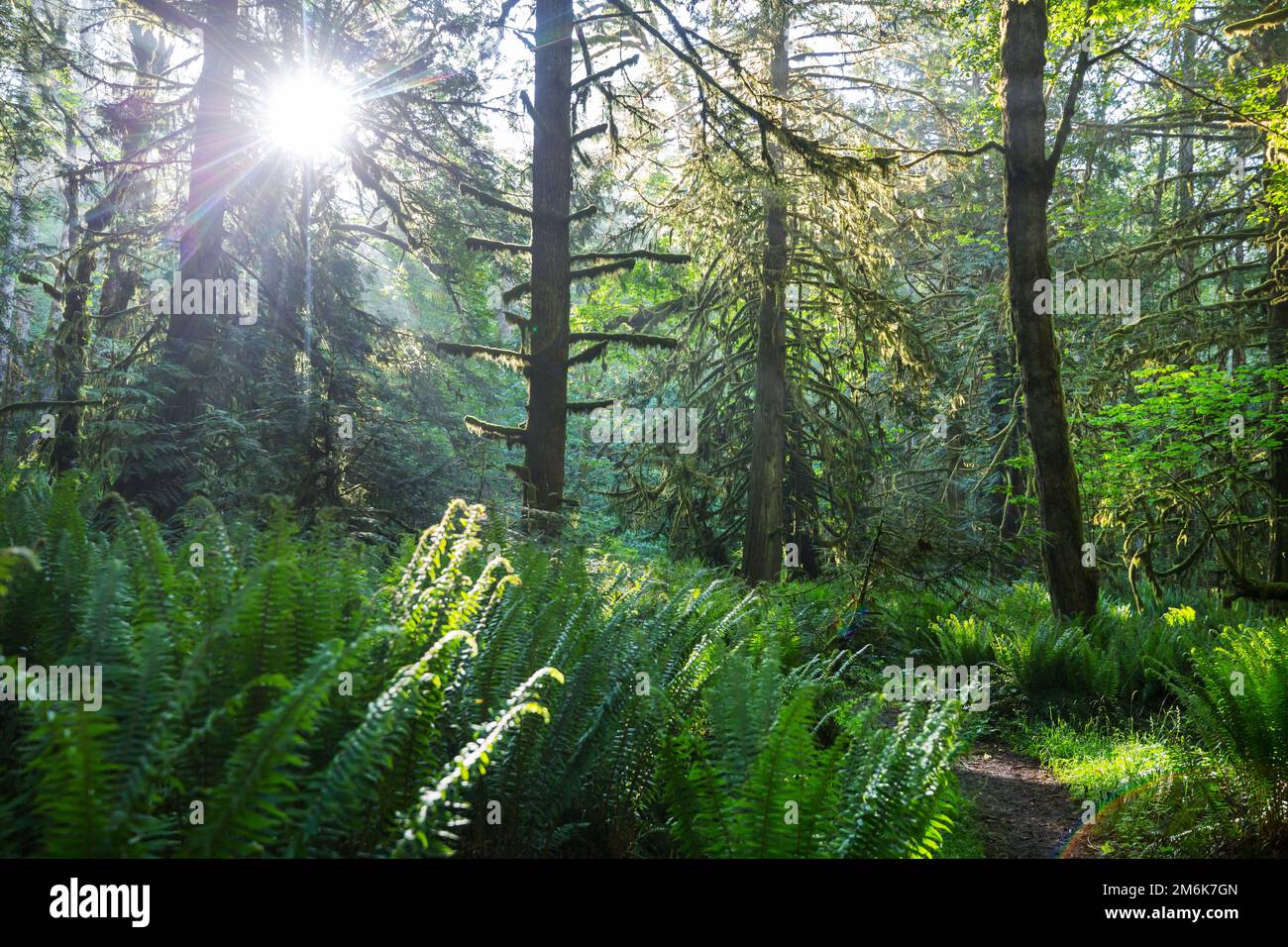 Hoh rain forest hike hi-res stock photography and images - Alamy