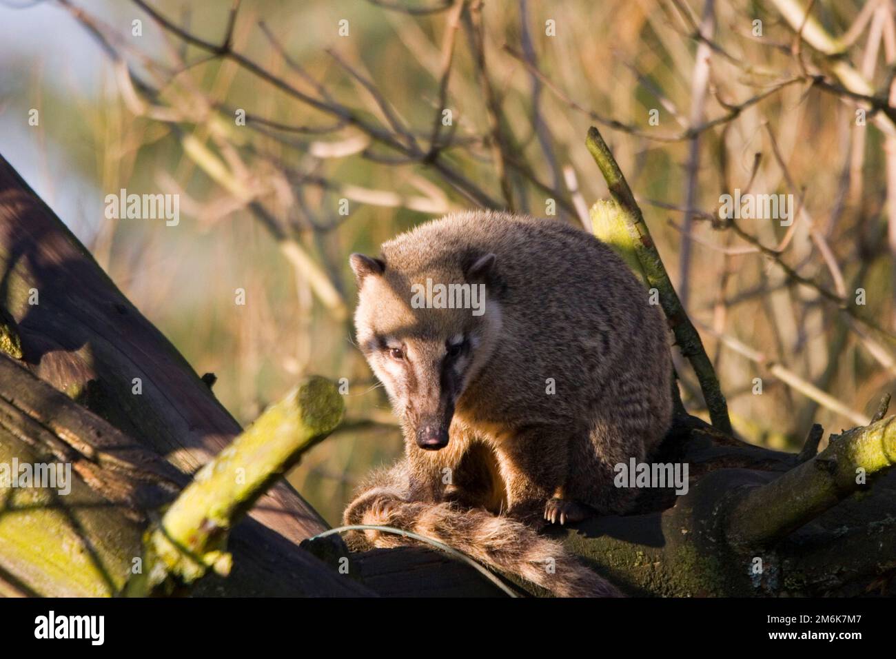 South American coati - Nasua nasua Stock Photo - Alamy