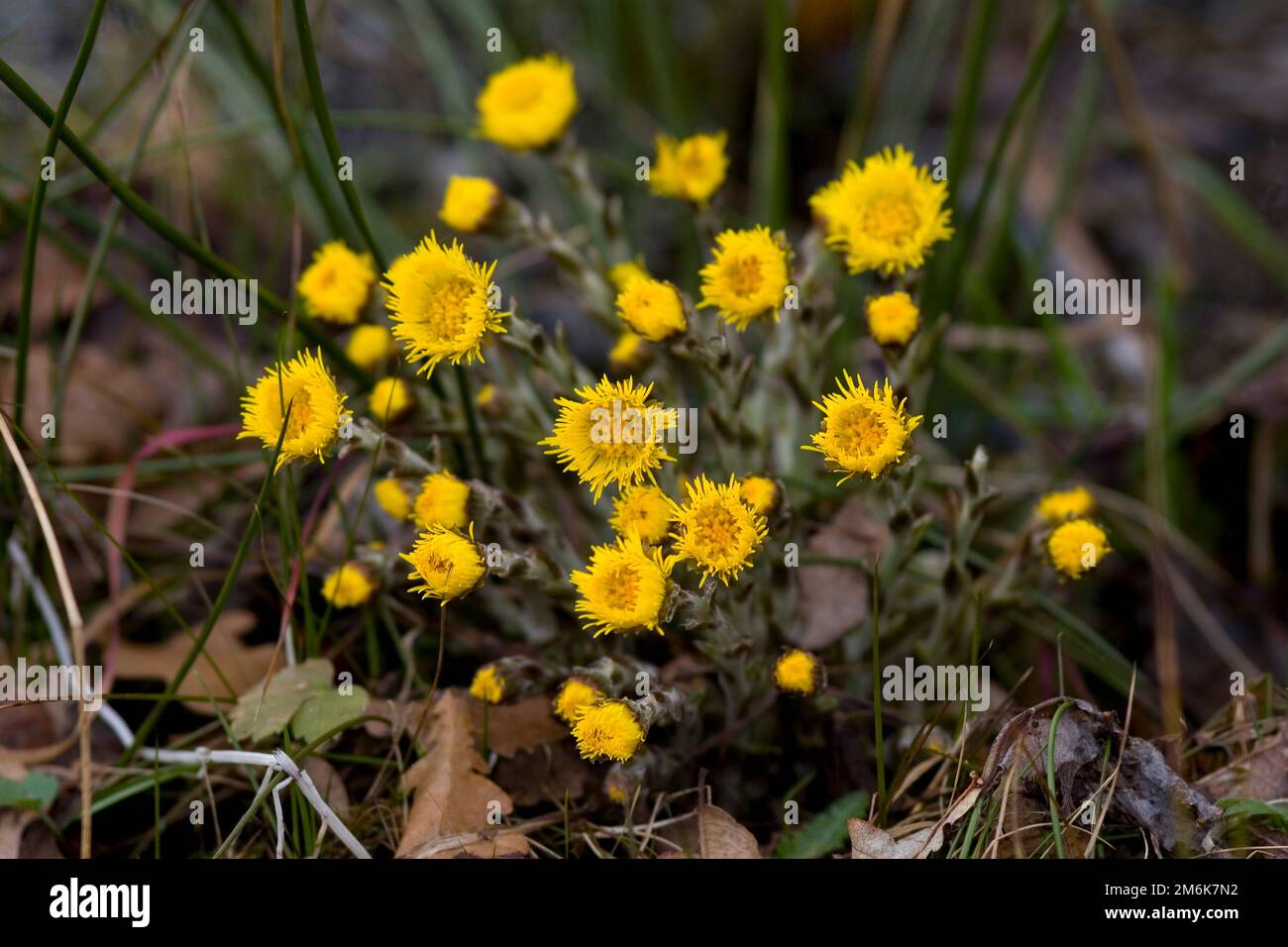 Coltsfoot medicinal plant flower hi-res stock photography and images ...