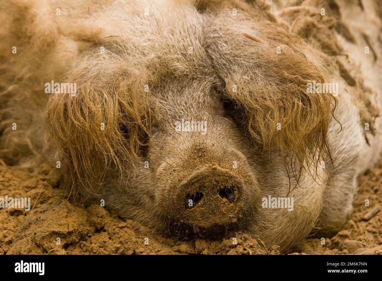 Woolly pig - Mangalitza Stock Photo - Alamy
