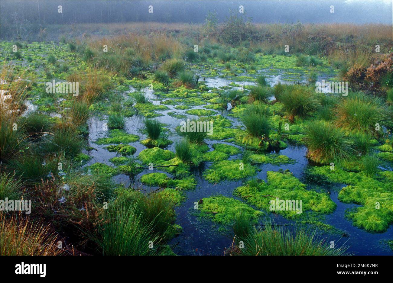 Moos in a high moor with fog Stock Photo - Alamy