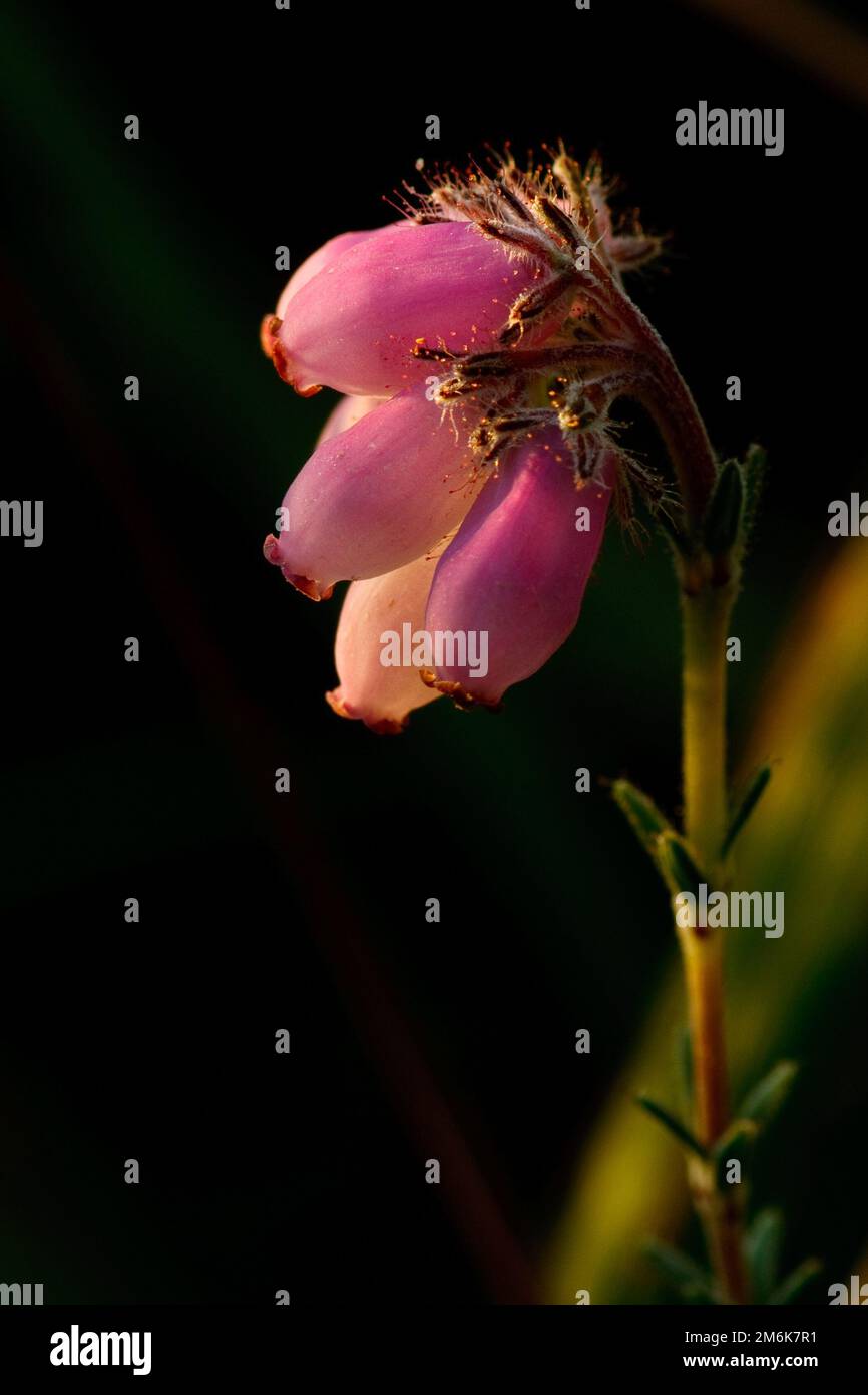 Torfheide hi-res stock photography and images - Alamy