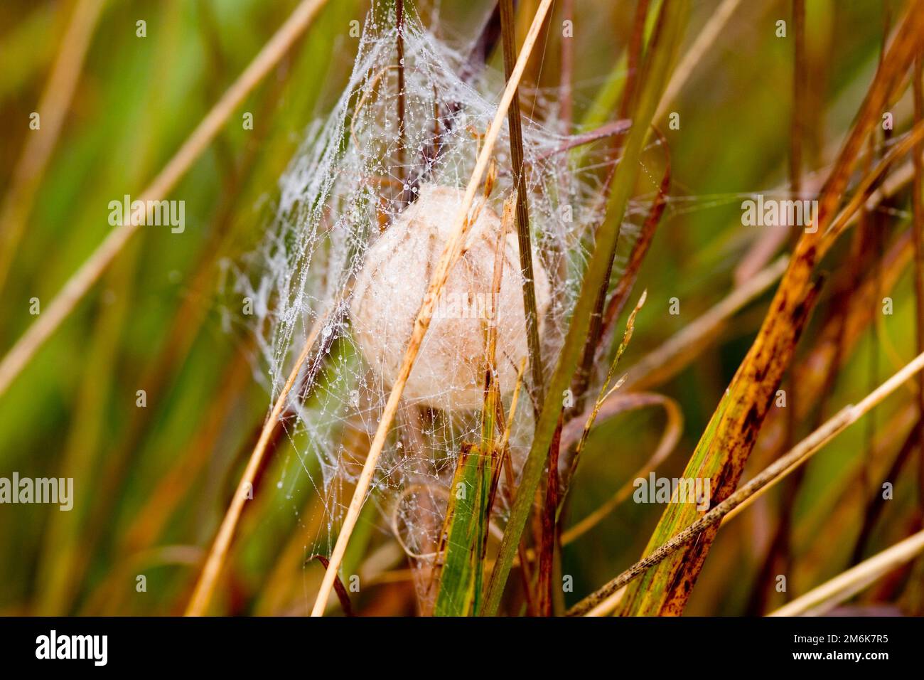 Cocon of a wasp spider Stock Photo - Alamy