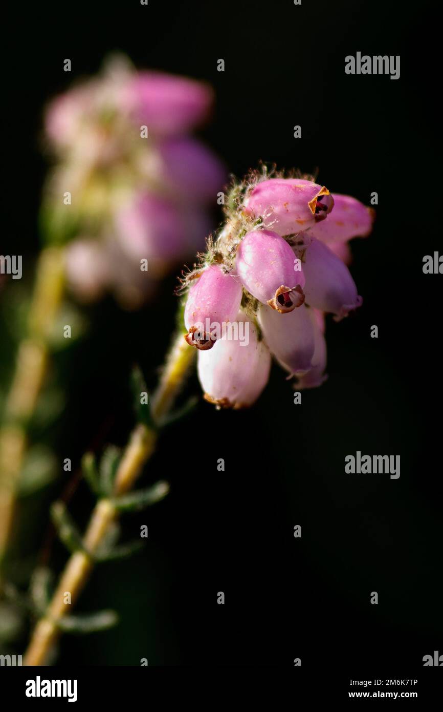 Fra hlingsheide toppheide hi-res stock photography and images - Alamy