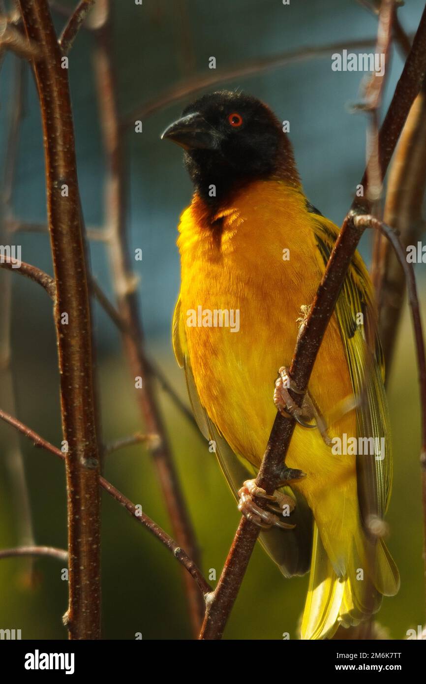 Male village weaver ploceus hi-res stock photography and images - Alamy