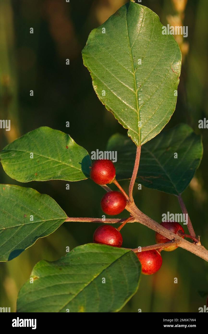 Alder buckthorn - Frangula alnus Stock Photo - Alamy