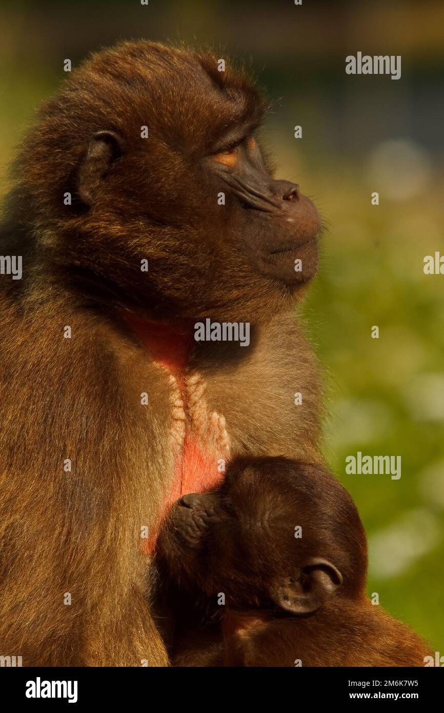 Gelada baboon - Theropithecus gelada Stock Photo - Alamy